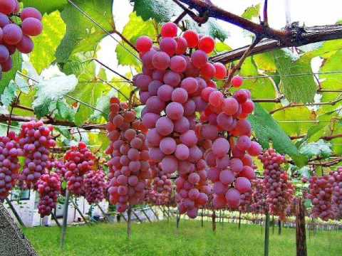 अंगूर की खेती कैसे करें - Grapes Farming Information - Kheti Gyan